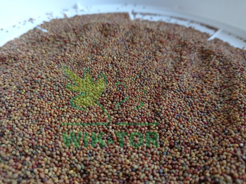 Koniczyna perska Ciro C1 500g- Ogrodniczy sklep internetowy WIK-TOR